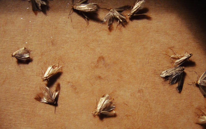 Identifying Clothes & Carpet Moths - Webbing Clothes Moth / Case-Beari