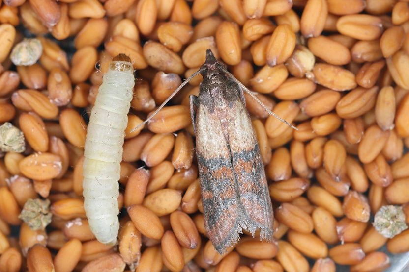 Moth Larvae on Your Kitchen Ceiling? Here's What to Do!