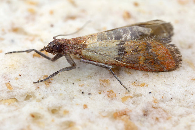 13 Types of Moths a Homeowner Should Know