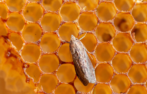 13 Types of Moths a Homeowner Should Know