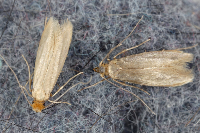 How Early in the Year Should You Start Tackling Moths