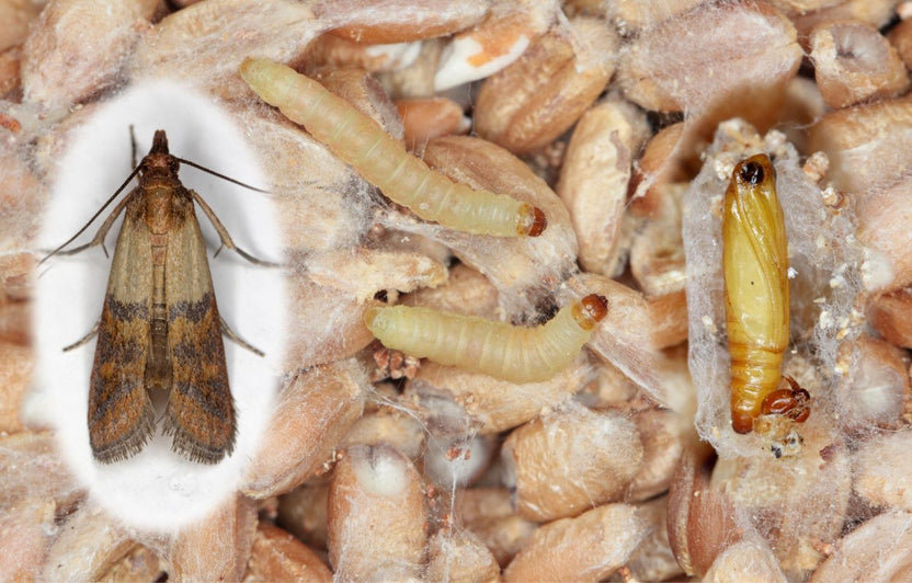 How to Get Rid of Moths and Prevent Them in Your Home