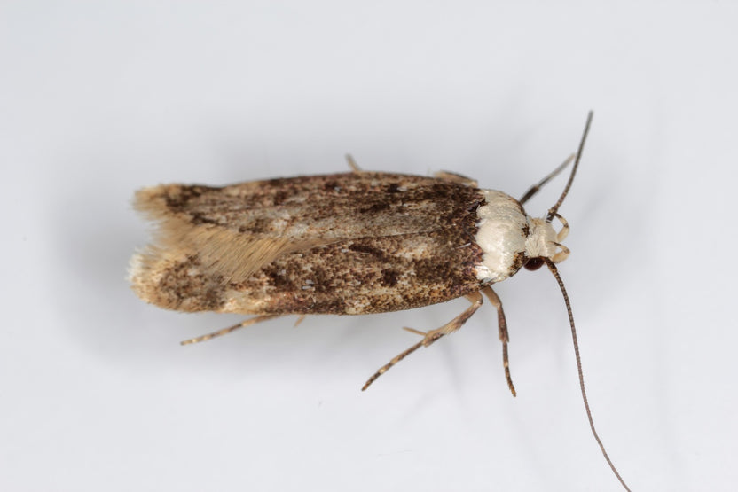 The Moths That Eat Everything: Protecting Your Food and Fabric